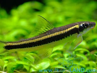 Leteća lisica | Akvaristika Wikia | Fandom