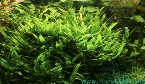 Microsorum pteropus narrow | Akvaristika Wikia | Fandom