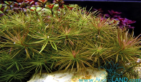 Eustralis stellata | Akvaristika Wikia | Fandom