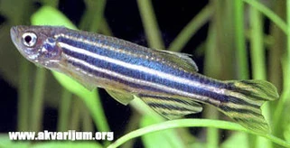 Zebrice | Akvaristika Wikia | Fandom