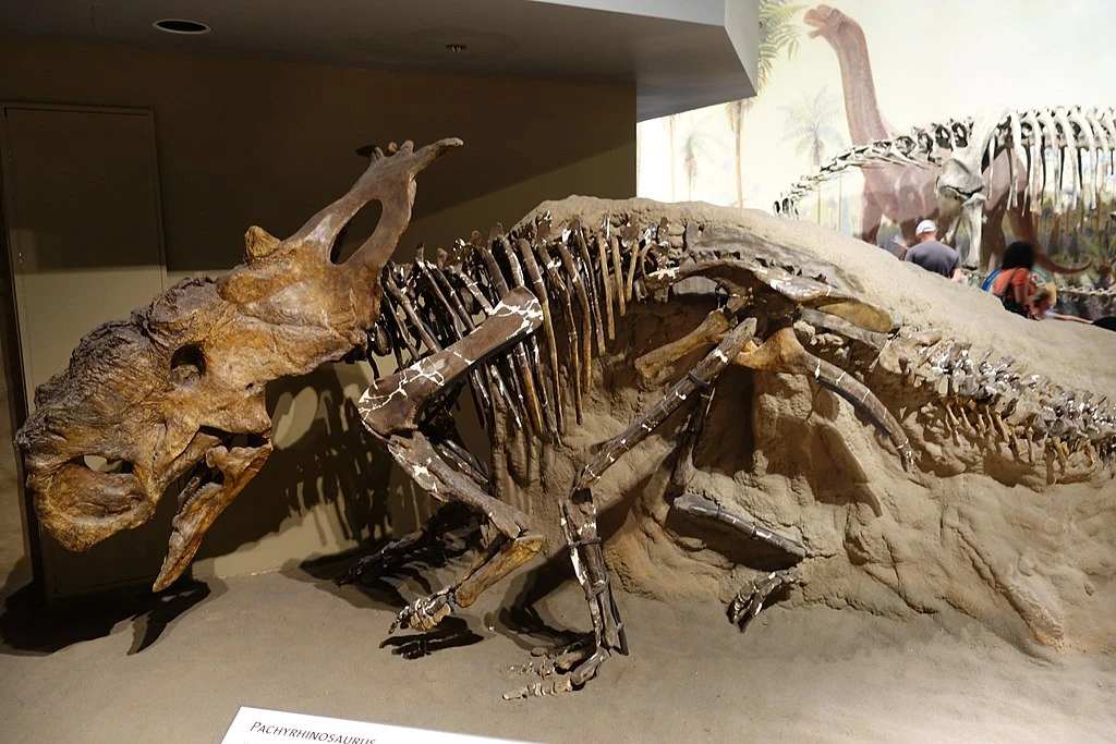 Pachyrhinosaurus | Alaskan Paleontology Wiki | Fandom