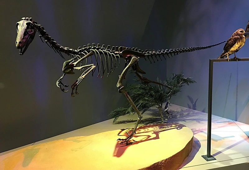 Troodon | Alaskan Paleontology Wiki | Fandom