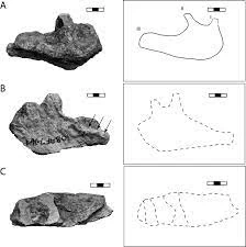 Denali pterosaur | Alaskan Paleontology Wiki | Fandom