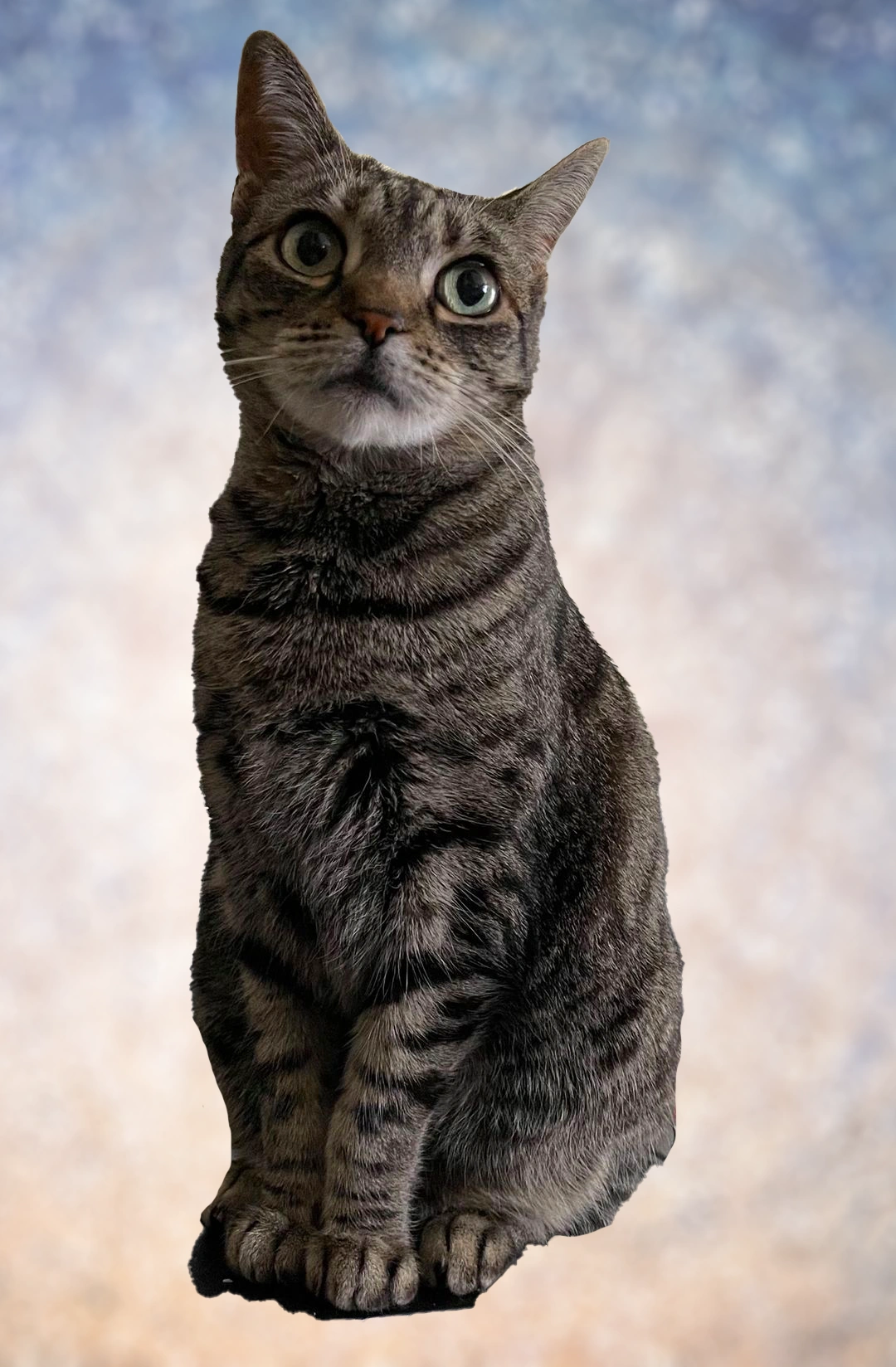 Pet Gallery | Alastair Stone Chronicles Wiki | Fandom