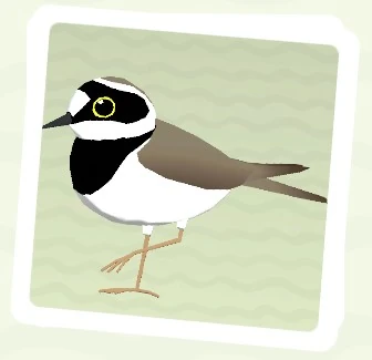 Little Ringed Plover | Alba: A Wildlife Adventure Wiki | Fandom