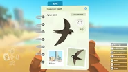 Common Swift | Alba: A Wildlife Adventure Wiki | Fandom