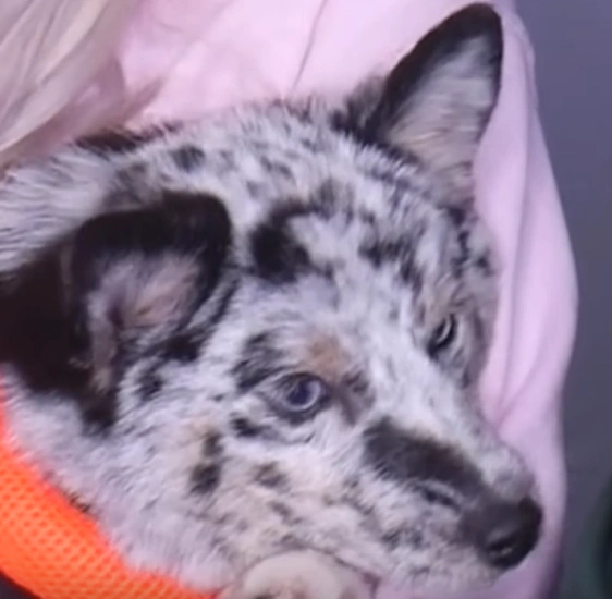 Bedrock | Albertsstuff Wiki | Fandom