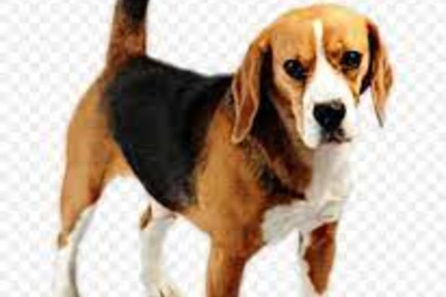 RIP A Dog Story... | Albertsstuff Wiki | Fandom