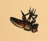 Fly | Alchemy Potion Monger Wiki | Fandom