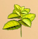 Mint | Alchemy Potion Monger Wiki | Fandom