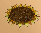 Sunflower | Alchemy Potion Monger Wiki | Fandom