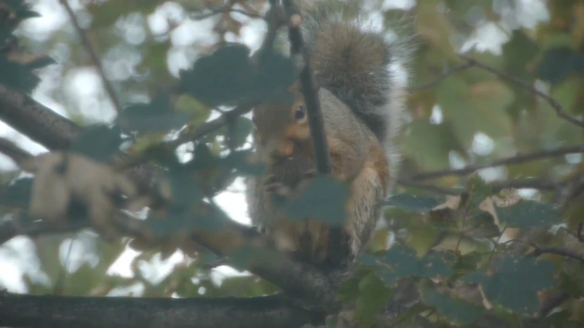 Jerold | AlChestBreach Wiki | Fandom