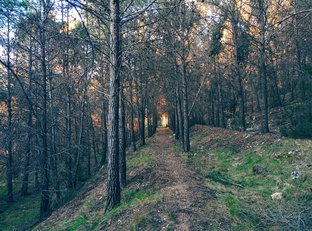 Wood Road | Al'Dor Wikia | Fandom