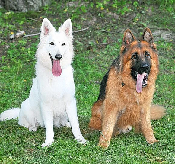 Komisarz Alex i Rex Wiki | Fandom