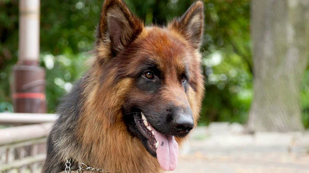 Alex | Komisarz Alex i Rex Wiki | Fandom