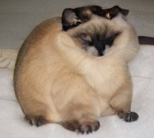 Wait Wuuut | Algicosathlon camps Wiki | Fandom