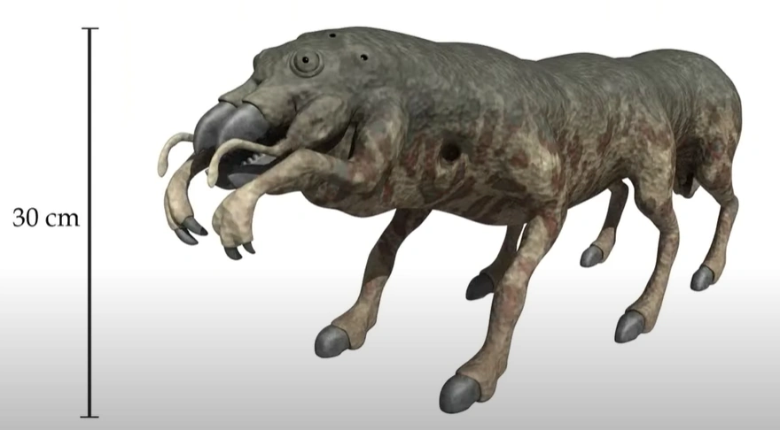 Euprocaecoformes | Alien Biospheres - Biblaridion Wiki | Fandom