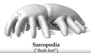 Coelopoda | Alien Biospheres - Biblaridion Wiki | Fandom