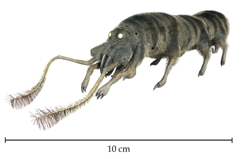 Flagellifera | Alien Biospheres - Biblaridion Wiki | Fandom