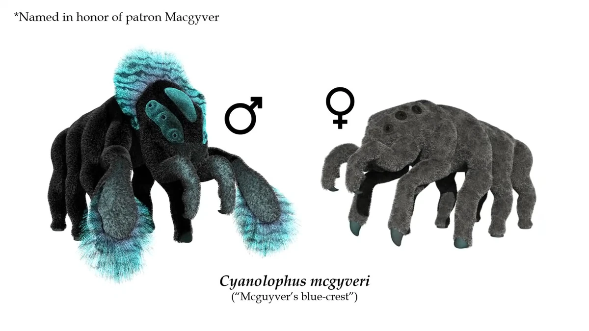 Corythobrachidae | Alien Biospheres - Biblaridion Wiki | Fandom