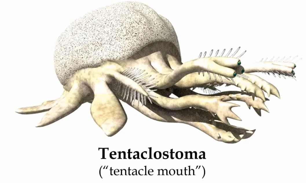 Tentaclostoma | Alien Biospheres - Biblaridion Wiki | Fandom