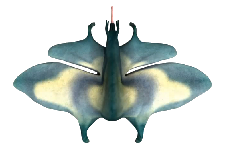 Picoptera | Alien Biospheres - Biblaridion Wiki | Fandom