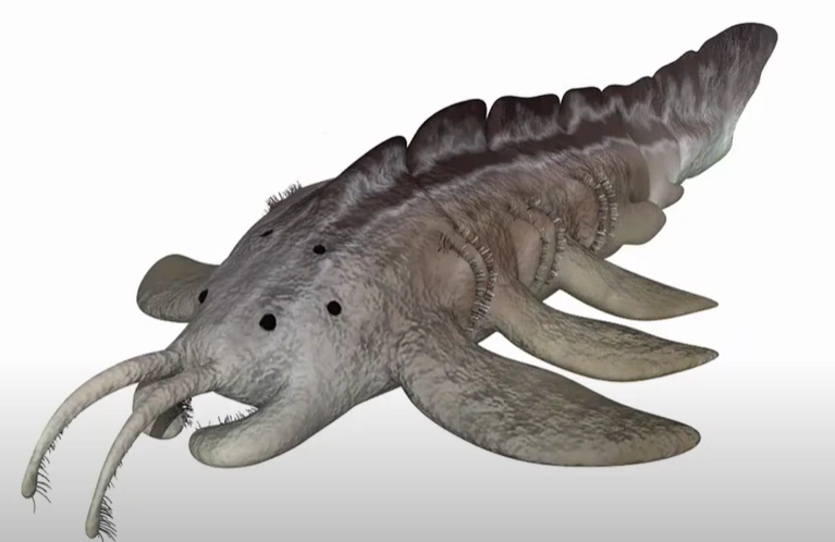 Diplocirridae | Alien Biospheres - Biblaridion Wiki | Fandom