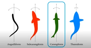 Aquatic locomotion | Alien Biospheres - Biblaridion Wiki | Fandom