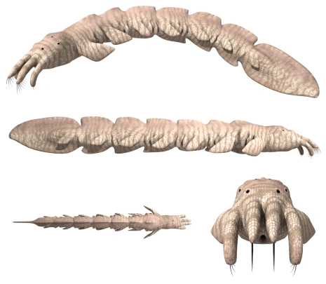 Tanypterida | Alien Biospheres - Biblaridion Wiki | Fandom