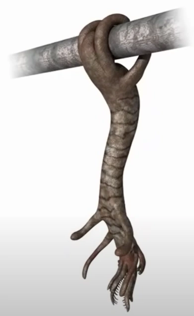 Aspidontia | Alien Biospheres - Biblaridion Wiki | Fandom