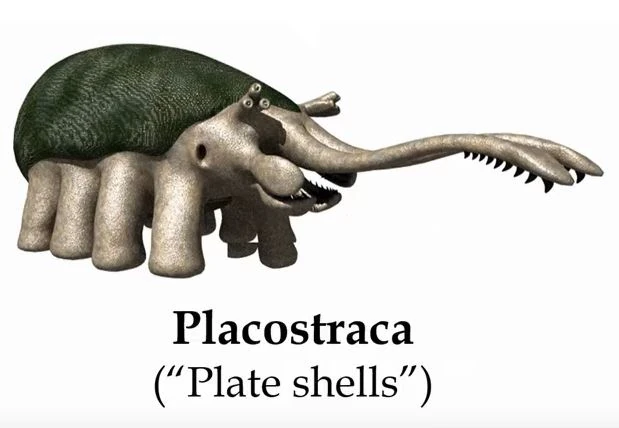 Placostraca | Alien Biospheres - Biblaridion Wiki | Fandom