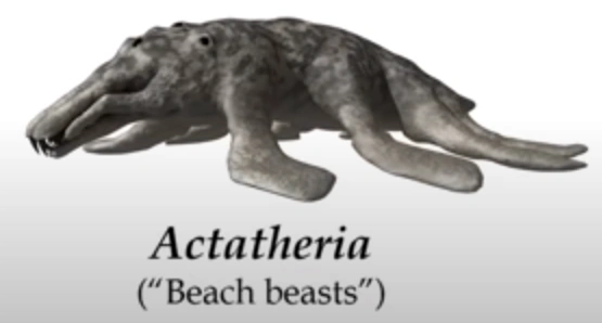 Actatheria | Alien Biospheres - Biblaridion Wiki | Fandom
