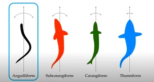 Aquatic locomotion | Alien Biospheres - Biblaridion Wiki | Fandom