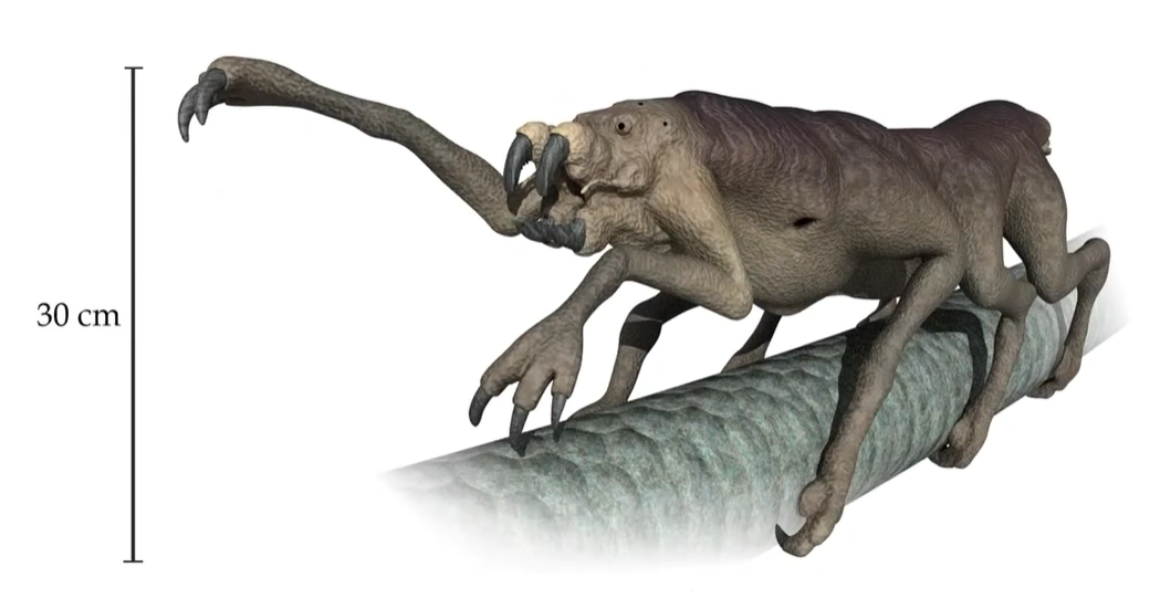 Pelecodontidae | Alien Biospheres - Biblaridion Wiki | Fandom