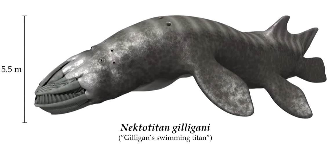 Dictyorhynchidae | Alien Biospheres - Biblaridion Wiki | Fandom