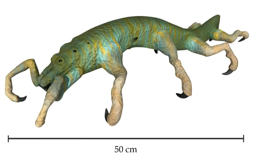 Brachyscelida | Alien Biospheres - Biblaridion Wiki | Fandom