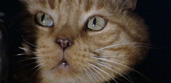 Jones (gato) | Xenopédia - Alien Wiki | Fandom