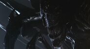 Queen | Alien Anthology Wiki | Fandom