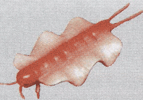 Flying Rod | Alien Wiki | Fandom