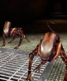 Runner | Alien Wiki | Fandom