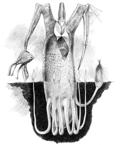 The Butchertree | Alien Planet Wiki | Fandom