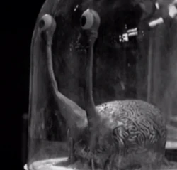 Morpho | Alien Species | Fandom