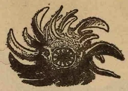 Rotary Mole | Alien Species | Fandom