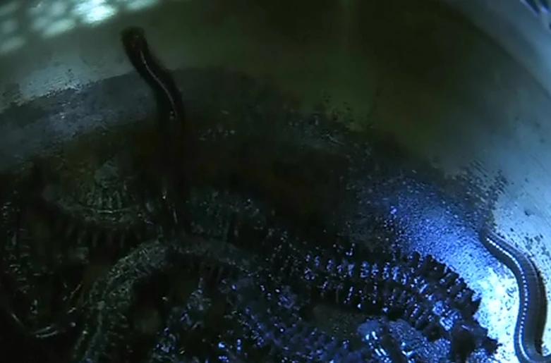 Jubilee Beetle | Alien Species | Fandom