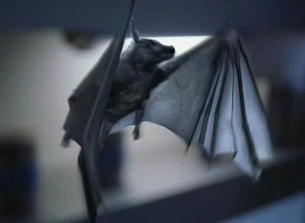 Pyrithian Bat | Alien Species | Fandom