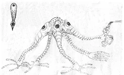 Jotok | Alien Species | Fandom