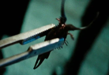 Centaurian Slug | Alien Species | Fandom