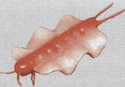 Flying Rod | Alien Species | Fandom