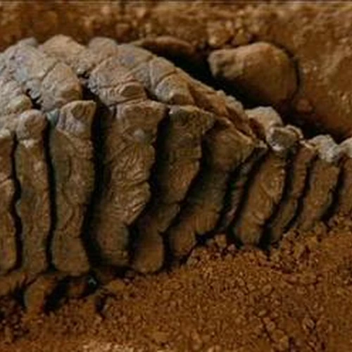 Ceti Eel