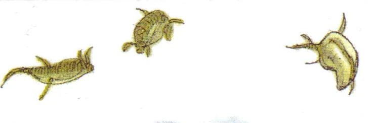 Acrobatic Fish | Alien Species | Fandom